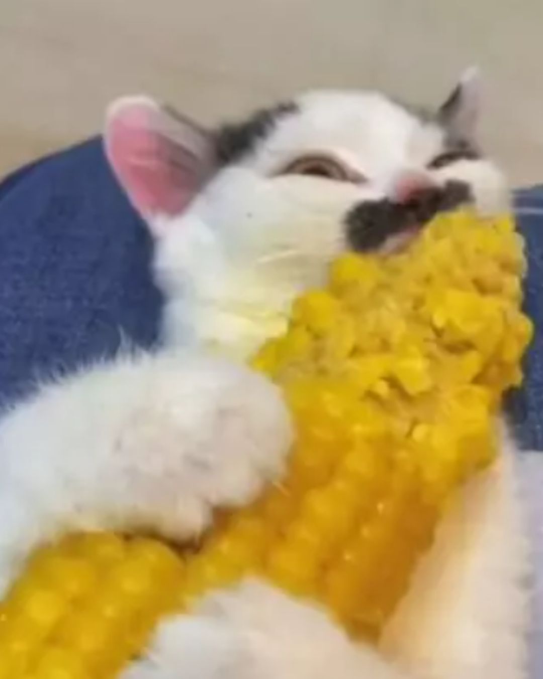 O Portal - Os 7 melhores memes do momento nas redes sociais